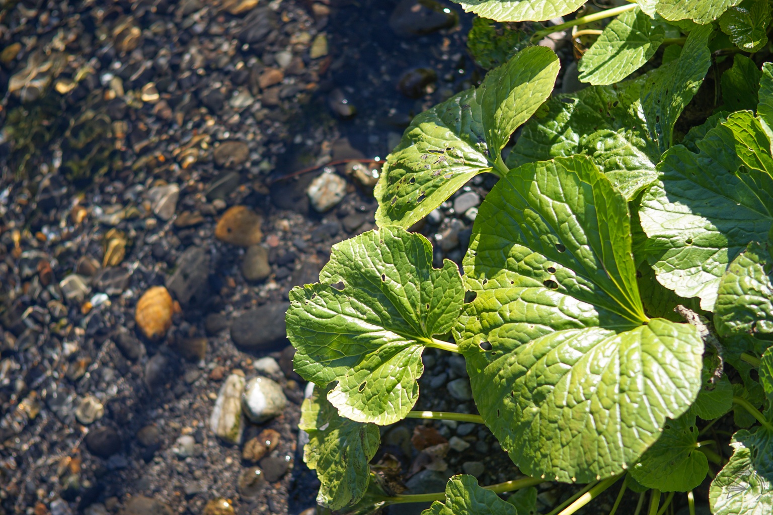 Daio Wasabi Farm: Where to try REAL wasabi in Japan