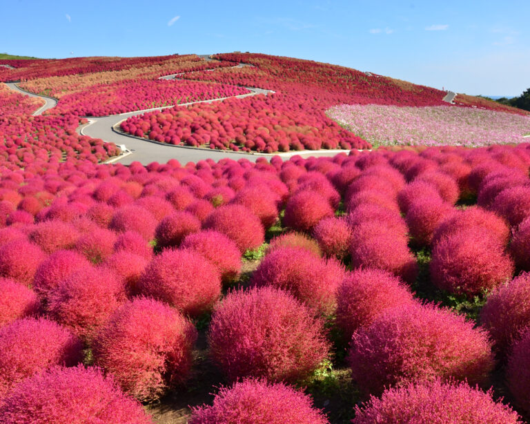 12 Incredible and Interesting Things to do in Ibaraki, Japan