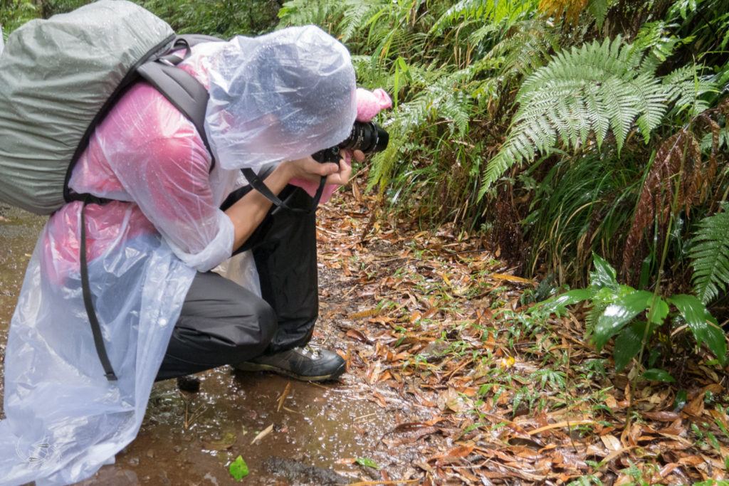 Travel guide to Tokyo's semi-tropical Hachijo Island (Hachijojima)